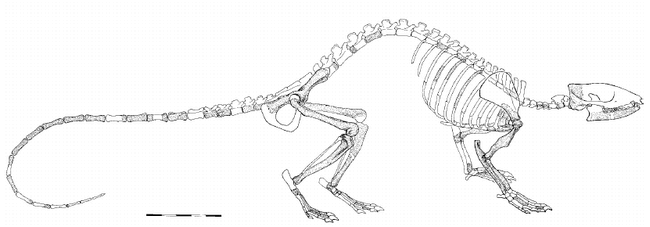 AN EARLY PALEOCENE PALAEANODONT (MAMMALIA, ?PHOLIDOTA) FROM NEW MEXICO ...
