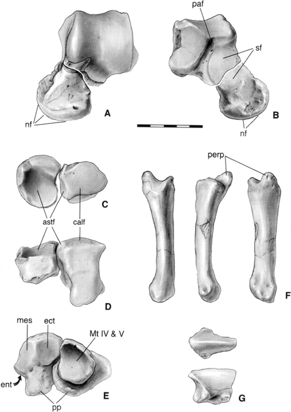 AN EARLY PALEOCENE PALAEANODONT (MAMMALIA, ?PHOLIDOTA) FROM NEW MEXICO ...