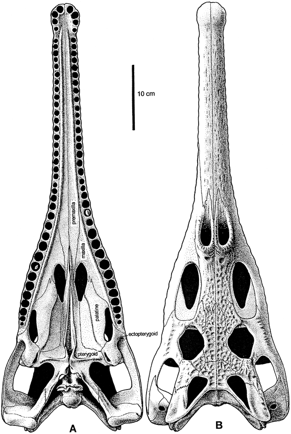 A New Paleorhinus Fauna in the Early Late Triassic of Poland