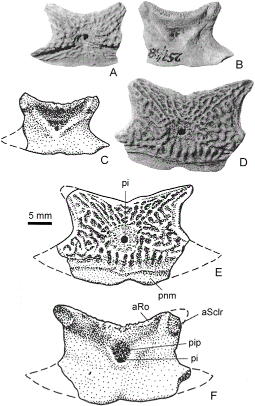 THE ORBITO-NASAL AREA OF ASTEROLEPIS ORNATA, A MIDDLE DEVONIAN ...