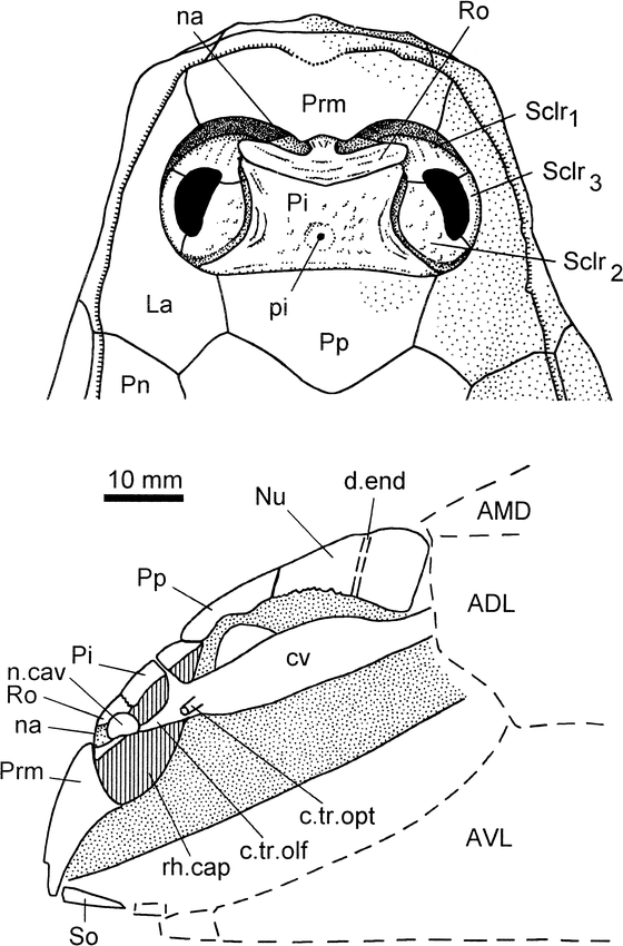 THE ORBITO-NASAL AREA OF ASTEROLEPIS ORNATA, A MIDDLE DEVONIAN ...