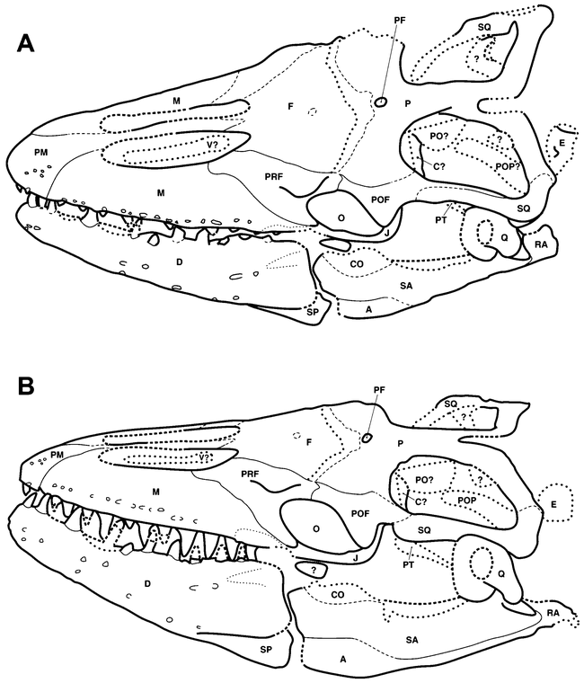 A NEW SPECIES OF GIGANTIC MOSASAUR FROM THE LATE CRETACEOUS OF ISRAEL