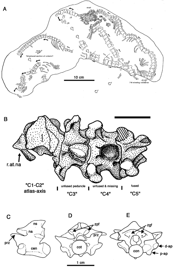 EXCEPTIONALLY PRESERVED SKELETONS OF THE CRETACEOUS SNAKE DINILYSIA ...
