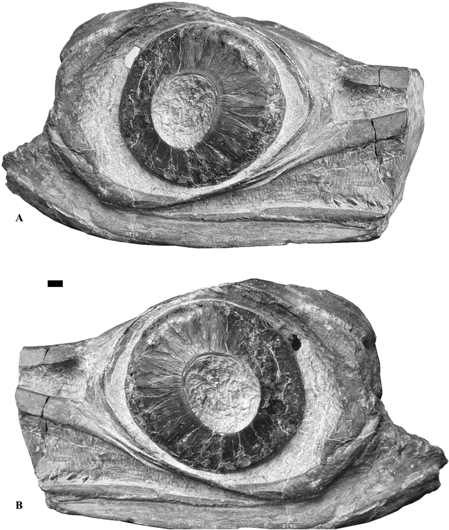 THE CRANIAL OSTEOLOGY OF THE ICHTHYOSAUR LEPTONECTES CF. TENUIROSTRIS ...