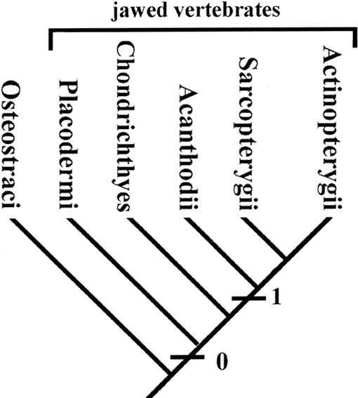 PLACODERM BRANCHIAL AND HYPOBRANCHIAL MUSCLES AND ORIGINS IN JAWED ...