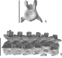 A Re-Examination of Hauffiosaurus zanoni, a Pliosauroid from the ...