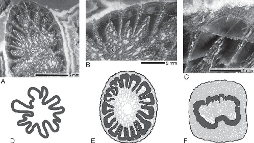 The Structure and Phylogenetic Distribution of Amniote Plicidentine