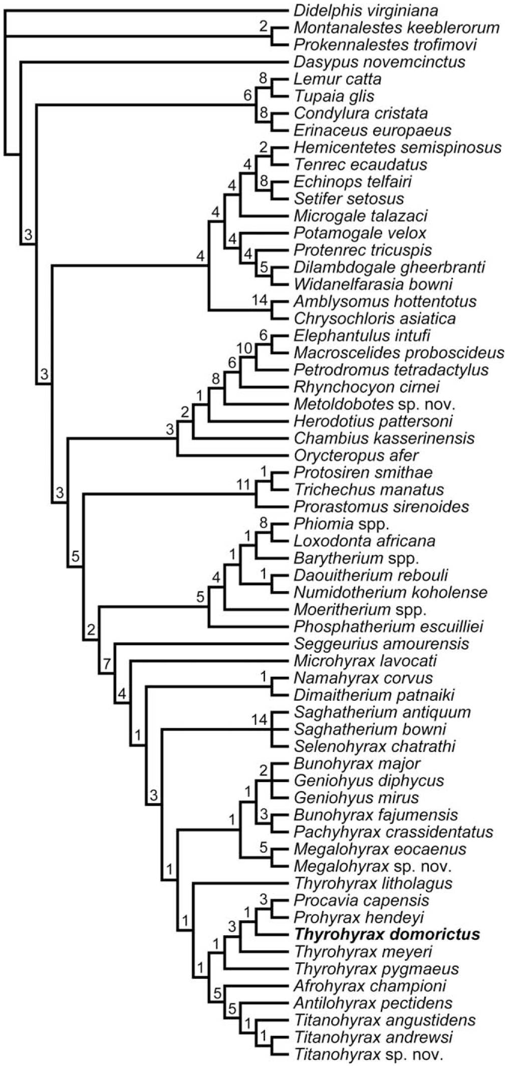 Cranial Morphology of Thyrohyrax domorictus (Mammalia, Hyracoidea) from ...