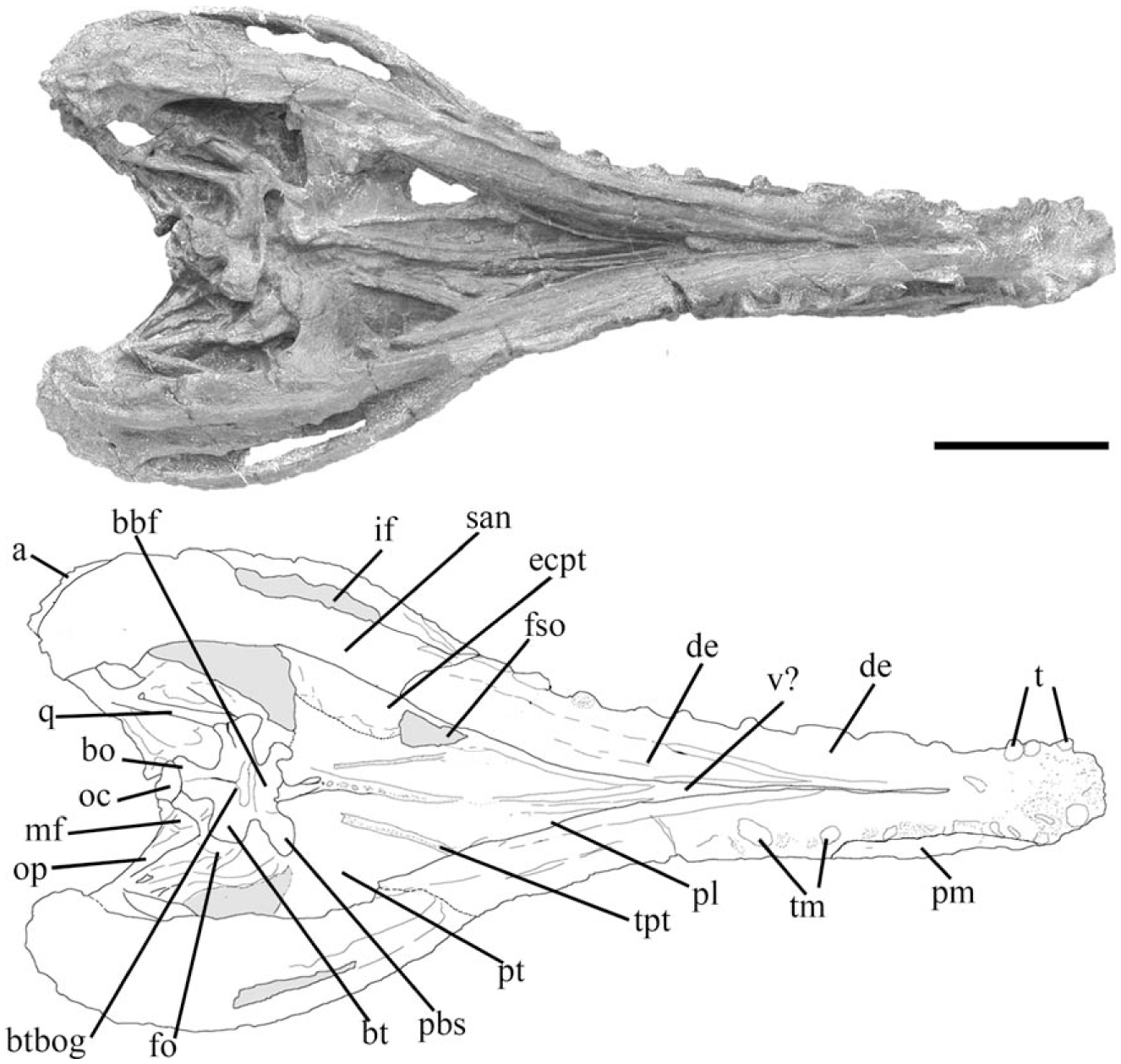 A New Proterochampsid Chanaresuchus ischigualastensis (Diapsida ...