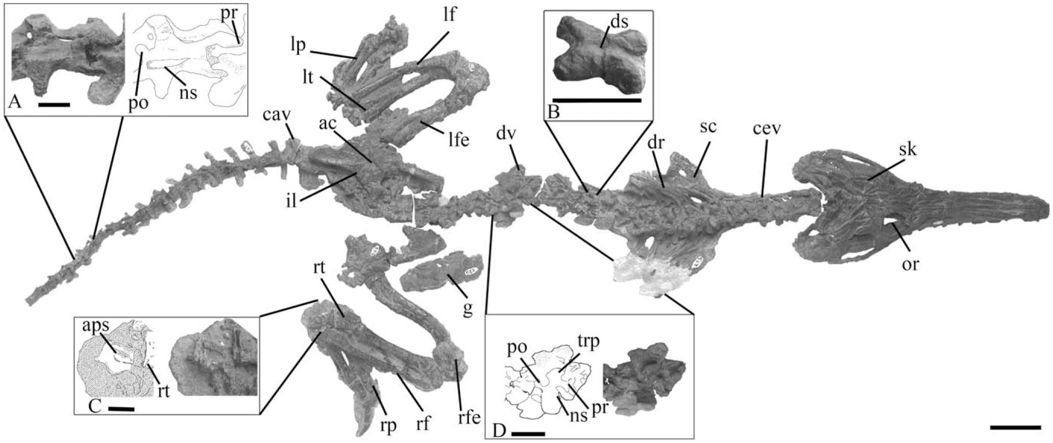 A New Proterochampsid Chanaresuchus ischigualastensis (Diapsida ...