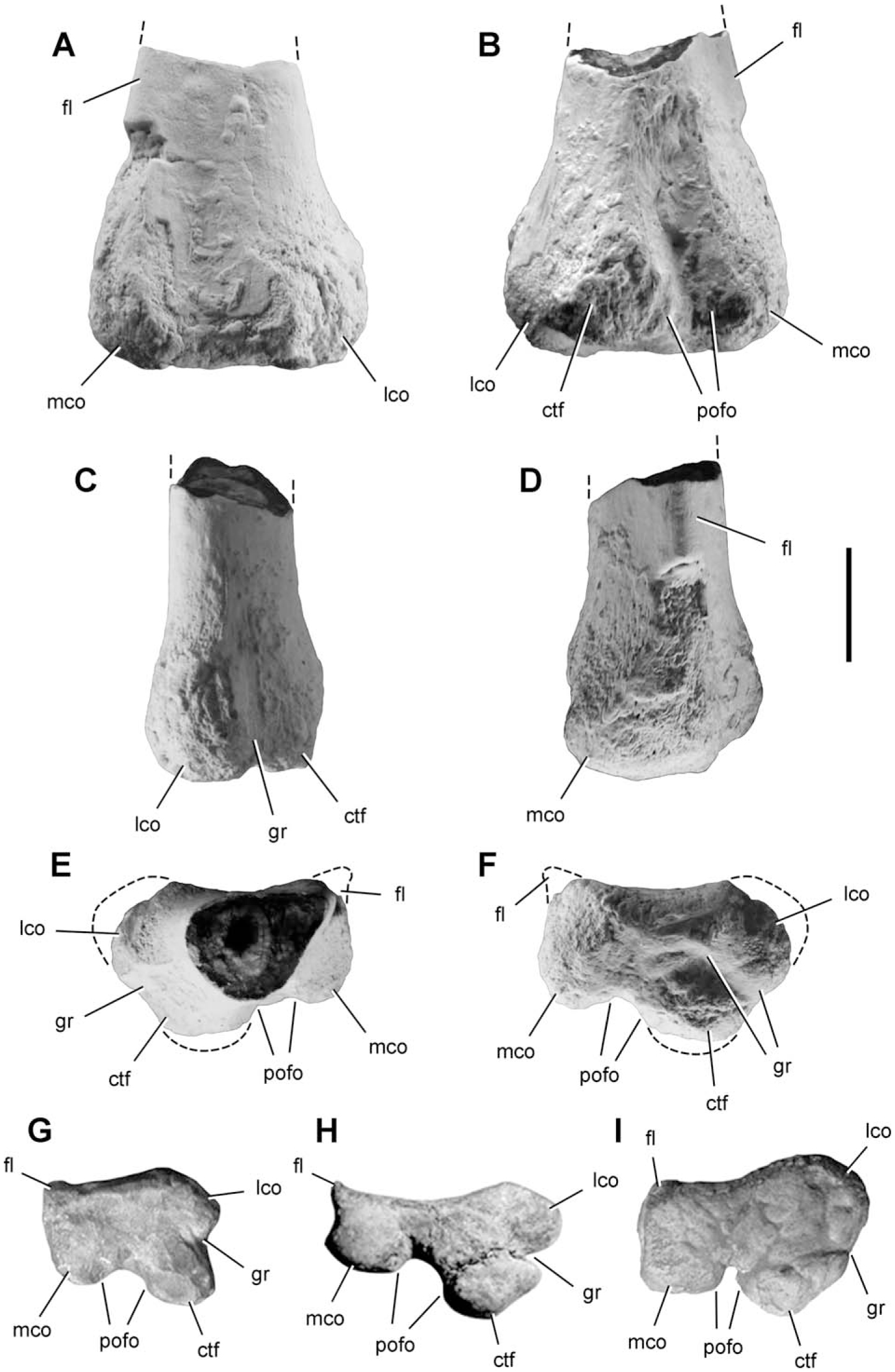 Vertebrate Succession in the Ischigualasto Formation