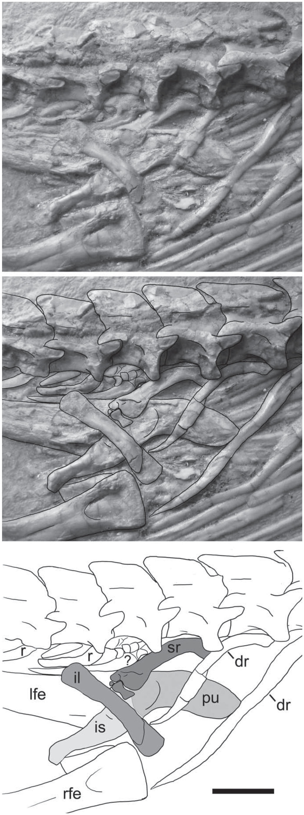 Reevaluation of the Anatomy of the Cenomanian (Upper Cretaceous) Hind ...