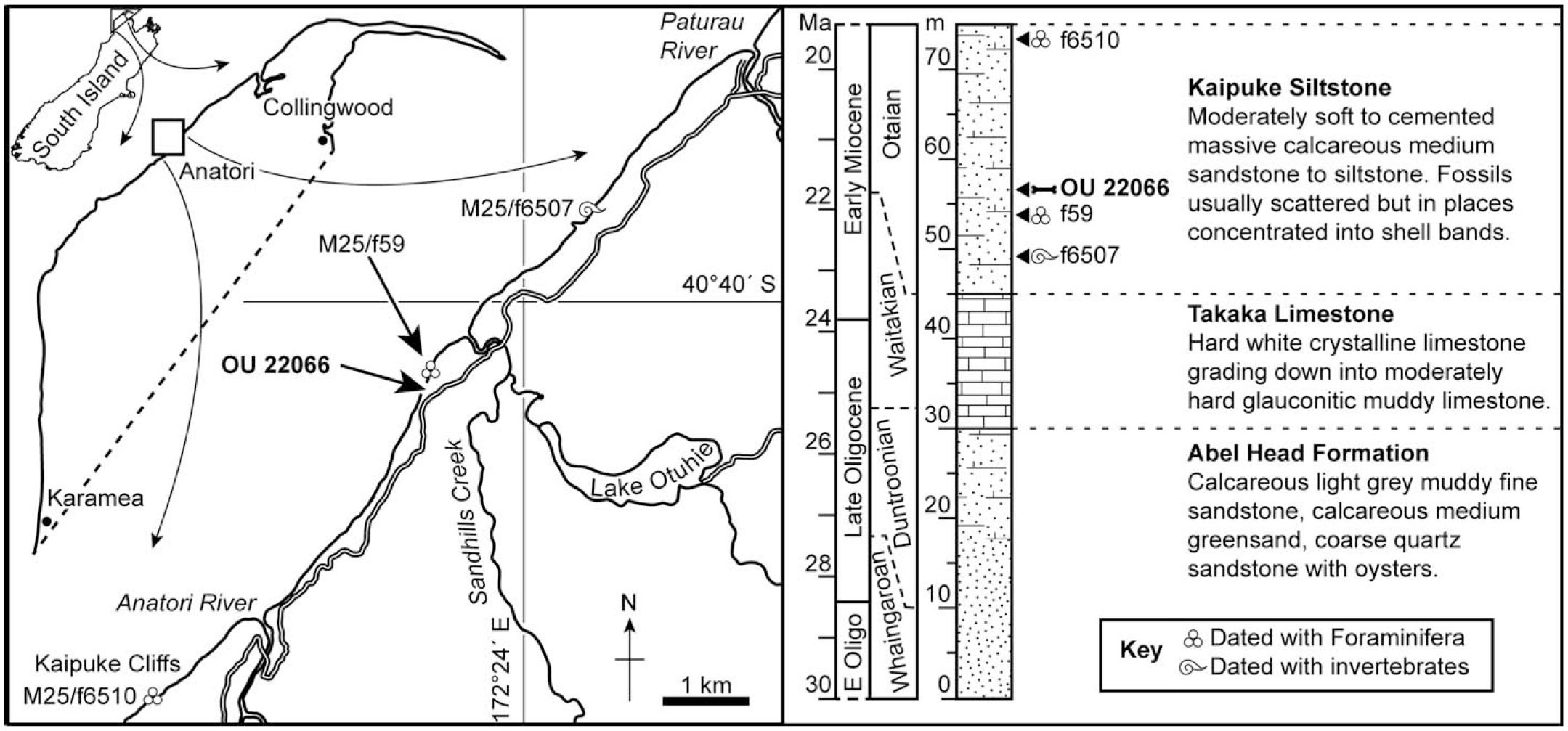 Papahu taitapu, gen. et sp. nov., An Early Miocene Stem Odontocete ...