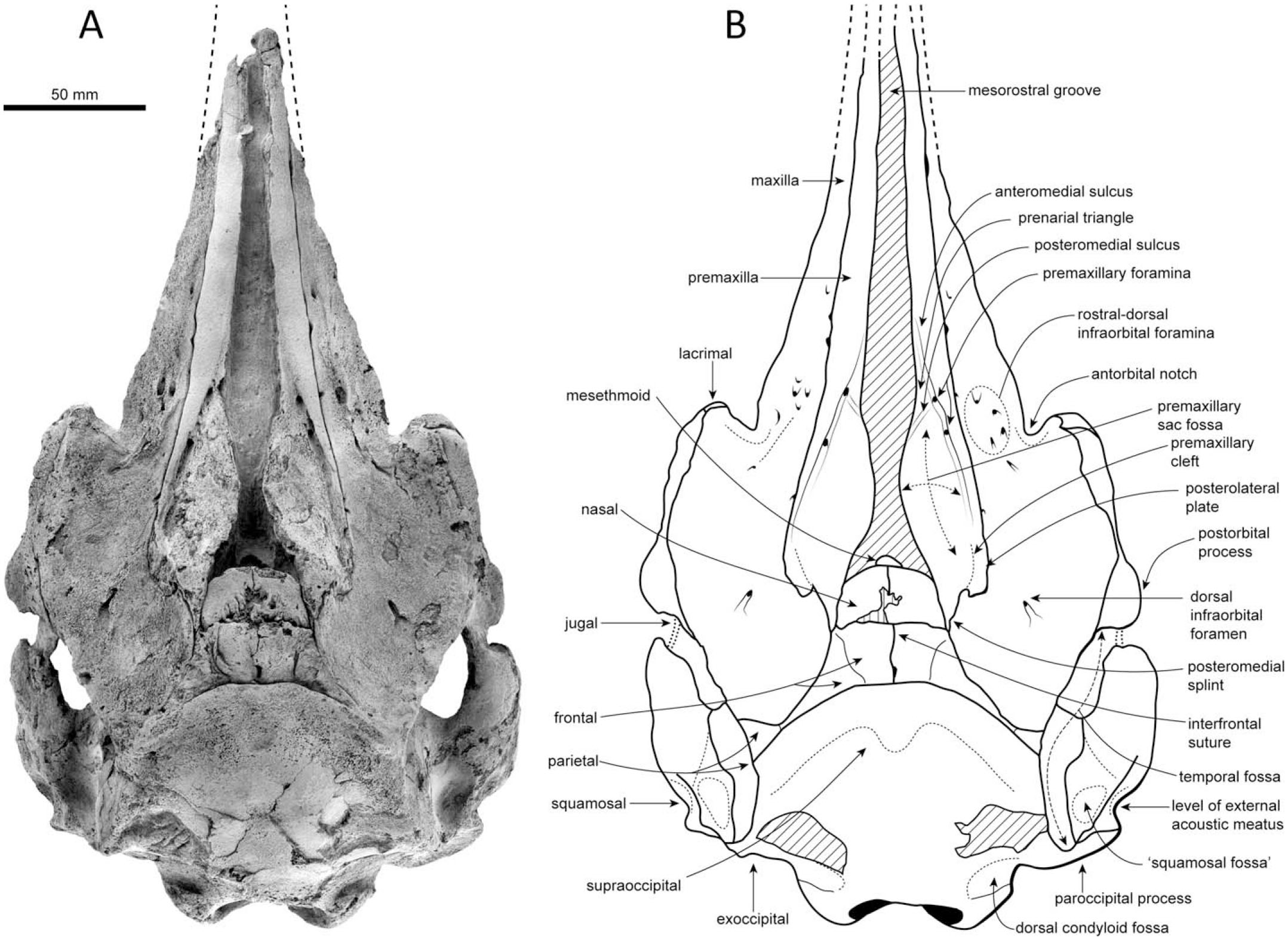 Papahu taitapu, gen. et sp. nov., An Early Miocene Stem Odontocete ...