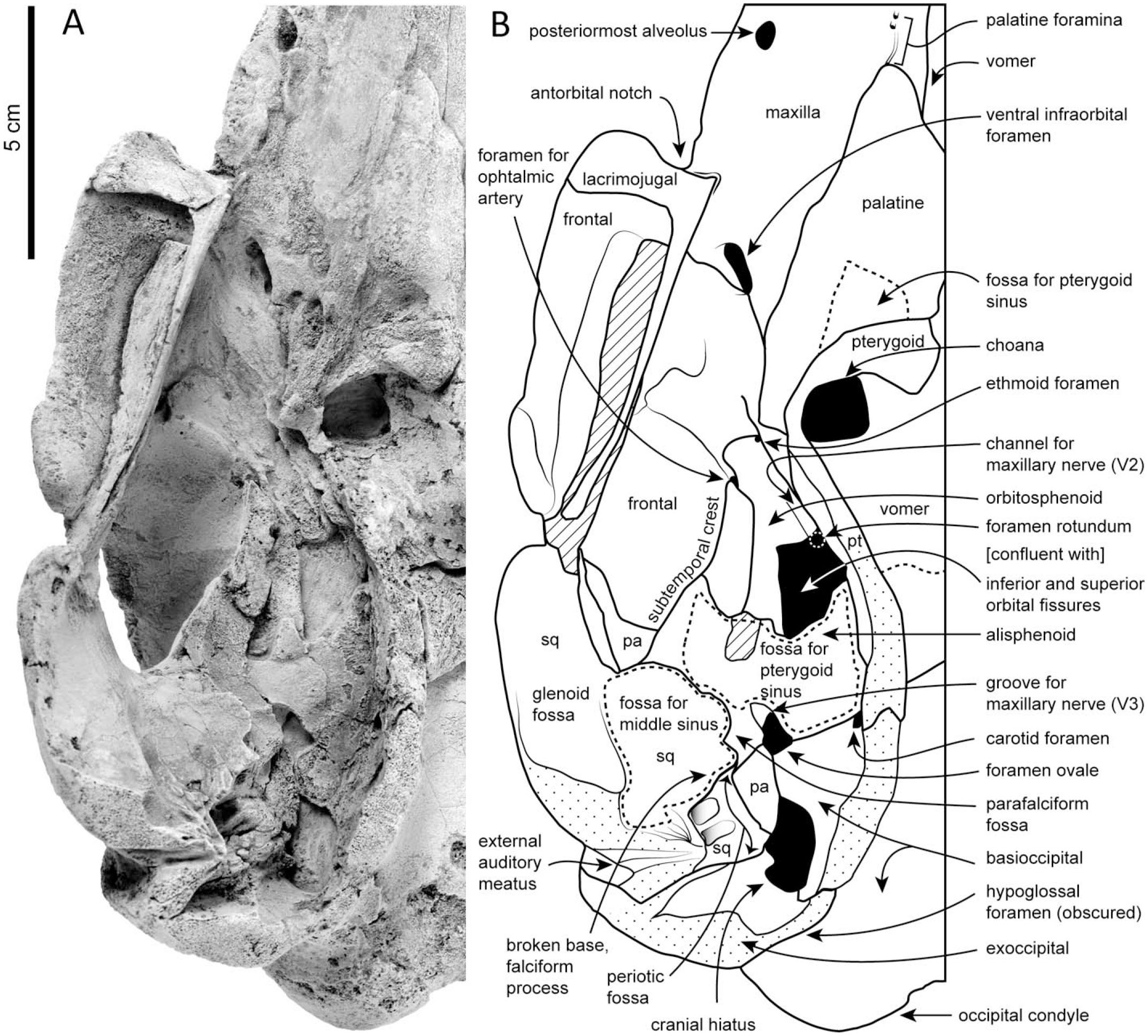 Papahu taitapu, gen. et sp. nov., An Early Miocene Stem Odontocete ...