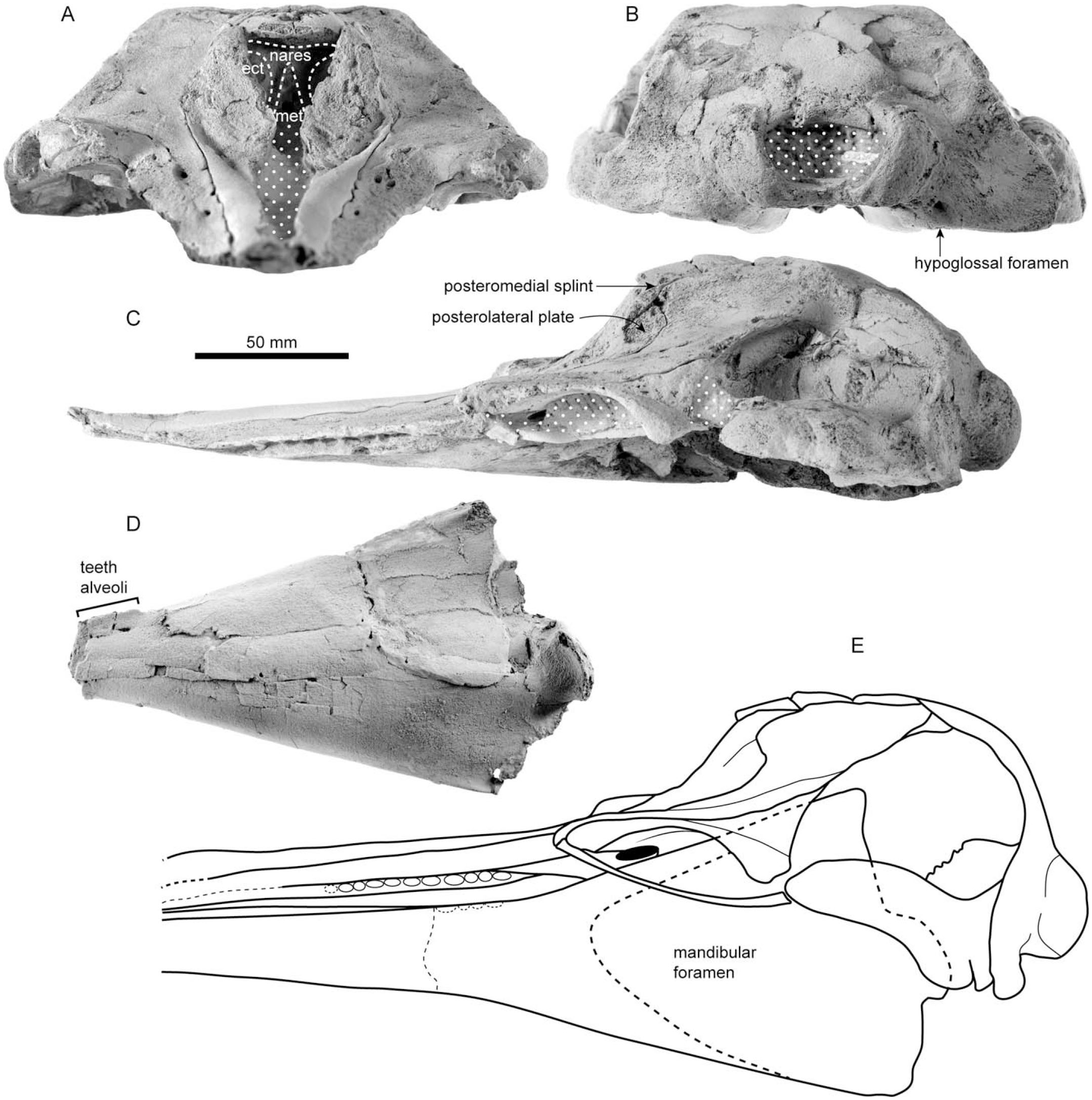 Papahu taitapu, gen. et sp. nov., An Early Miocene Stem Odontocete ...