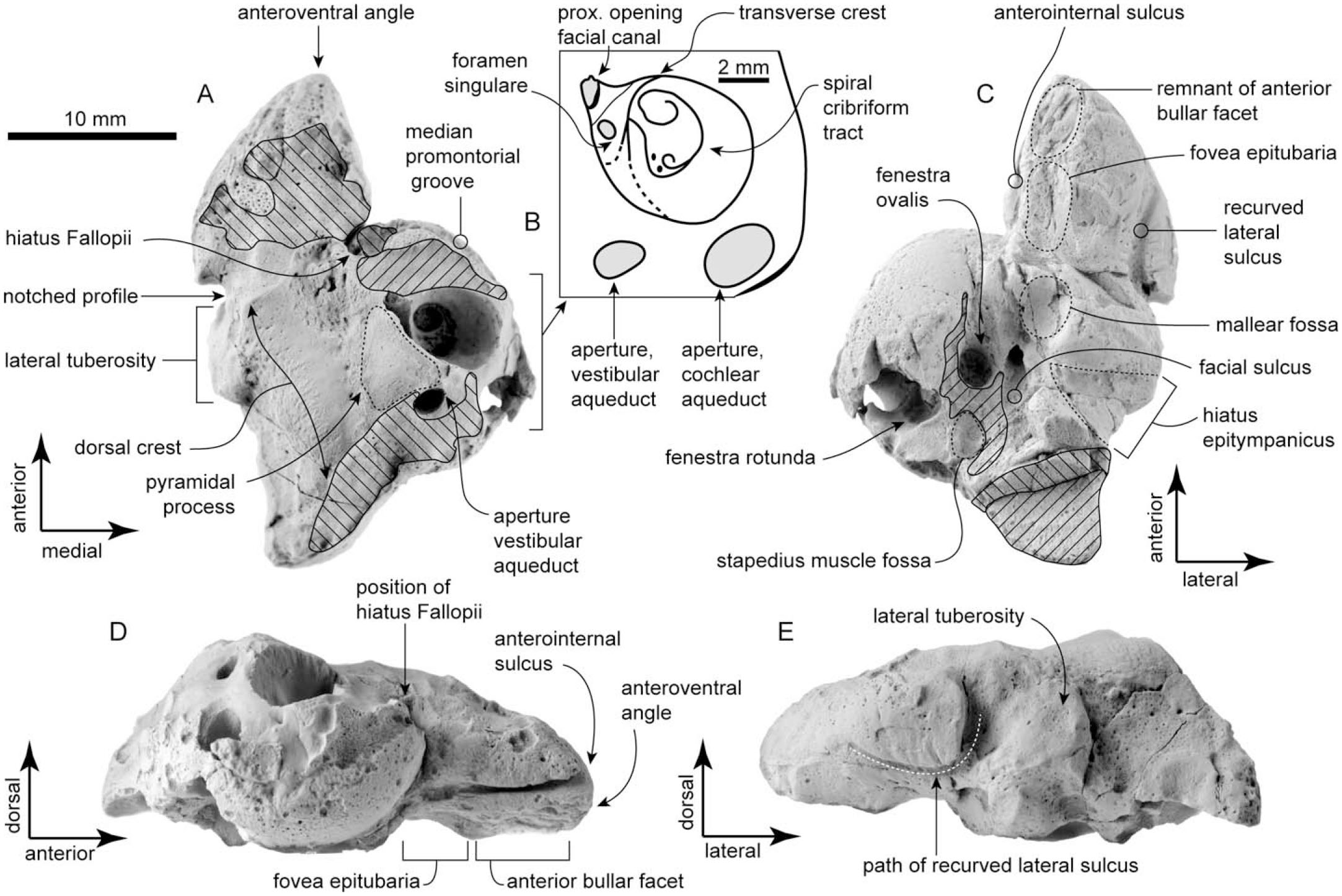 Papahu taitapu, gen. et sp. nov., An Early Miocene Stem Odontocete ...