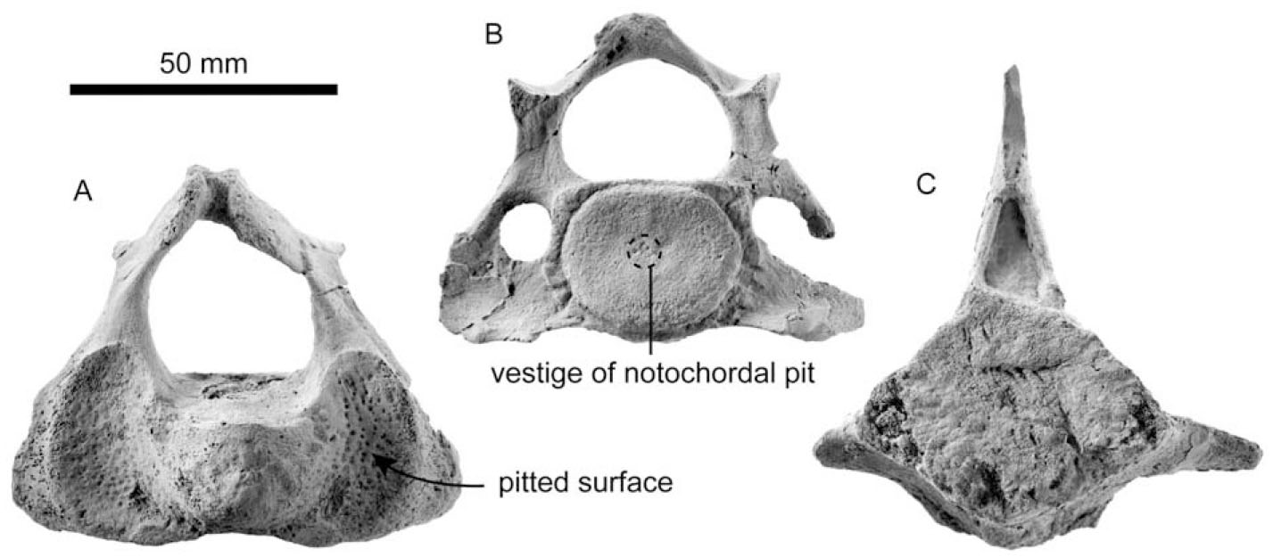 Papahu taitapu, gen. et sp. nov., An Early Miocene Stem Odontocete ...
