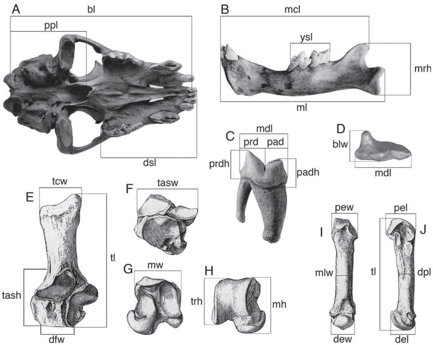 Promegantereon ogygia (Felidae, Machairodontinae, Smilodontini) from ...