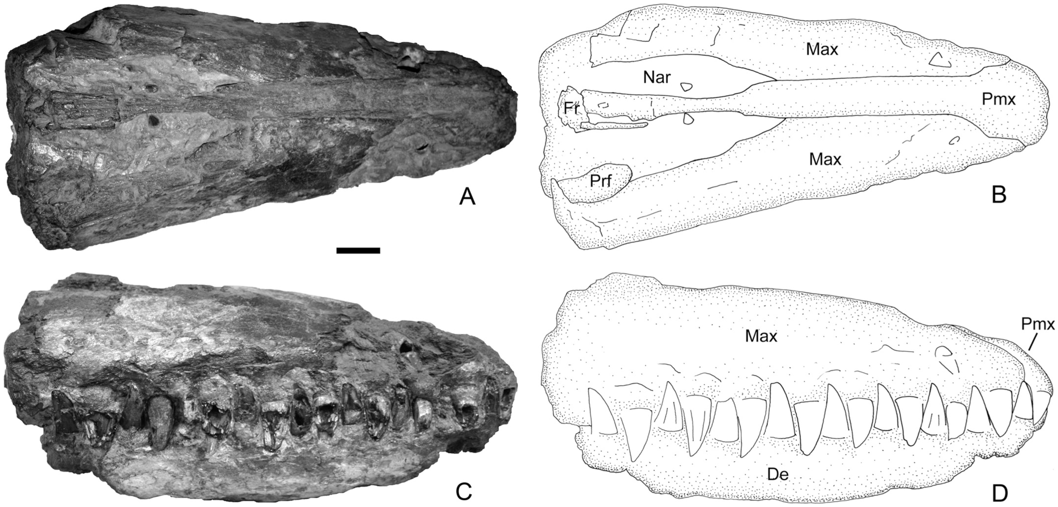 Mosasaurine Mosasaurs (Squamata, Mosasauridae) from Northern Italy