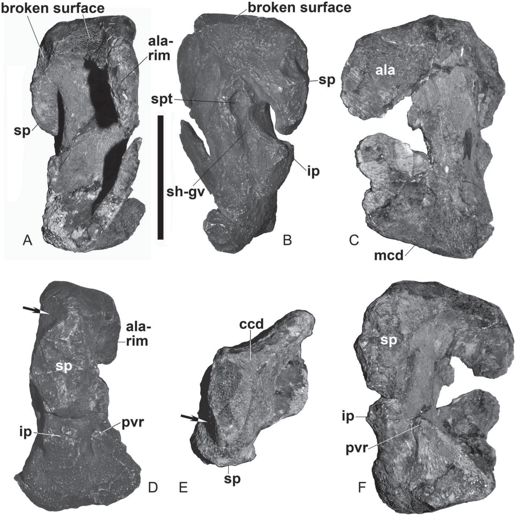 A Small, Exquisitely Preserved Specimen of Mosasaurus missouriensis ...