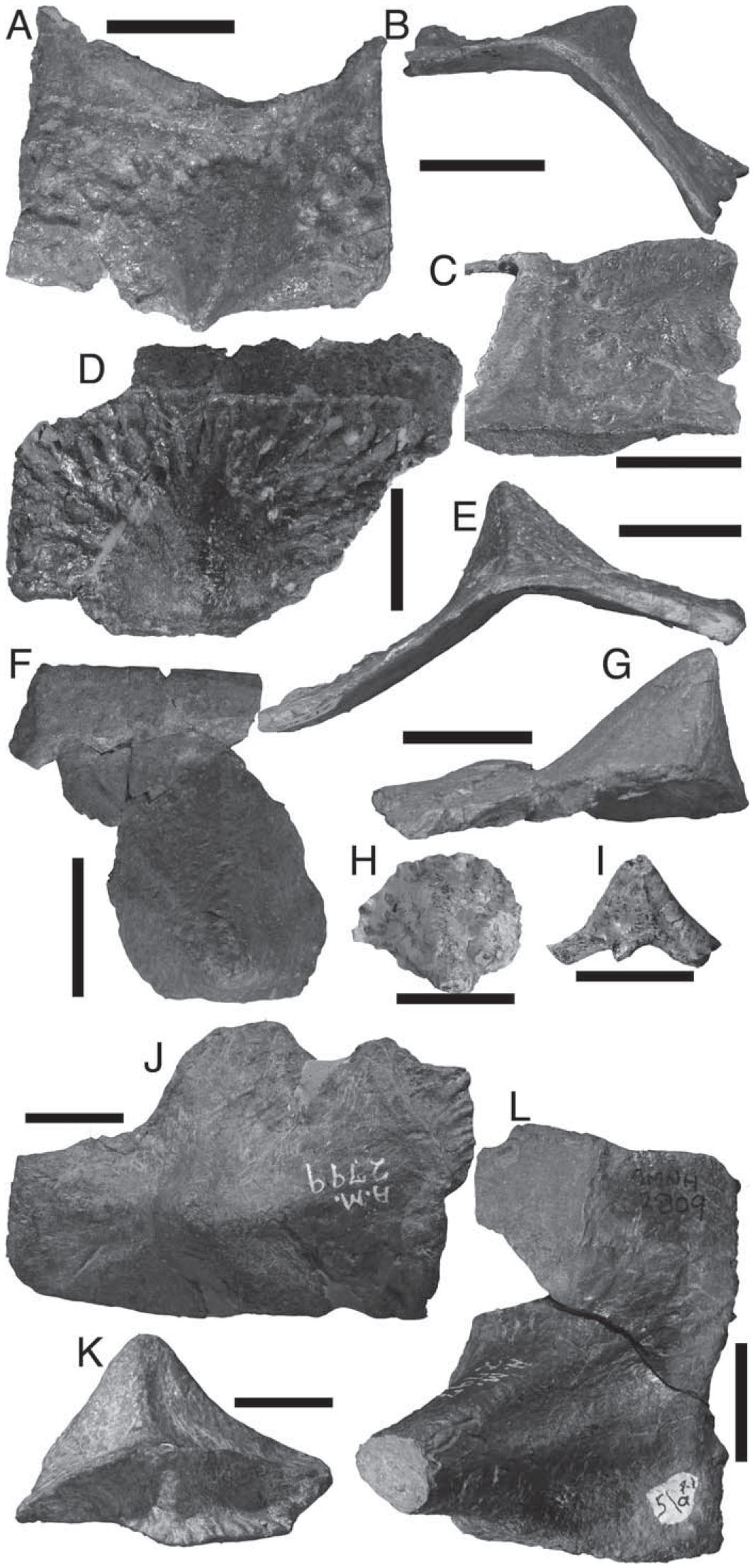 A New Aetosaur (Archosauria, Suchia) from the Upper Triassic Pekin ...