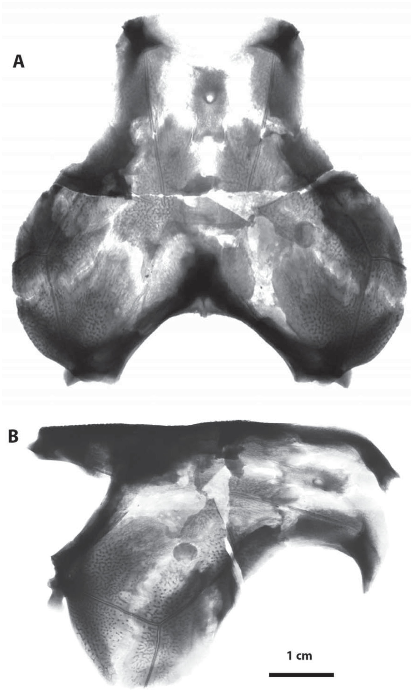 A New Selenosteid Arthrodire (‘Placodermi’) from the Late Devonian of ...