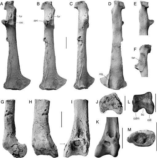 New Late Eocene and Oligocene Remains of the Flightless, Penguin-Like ...