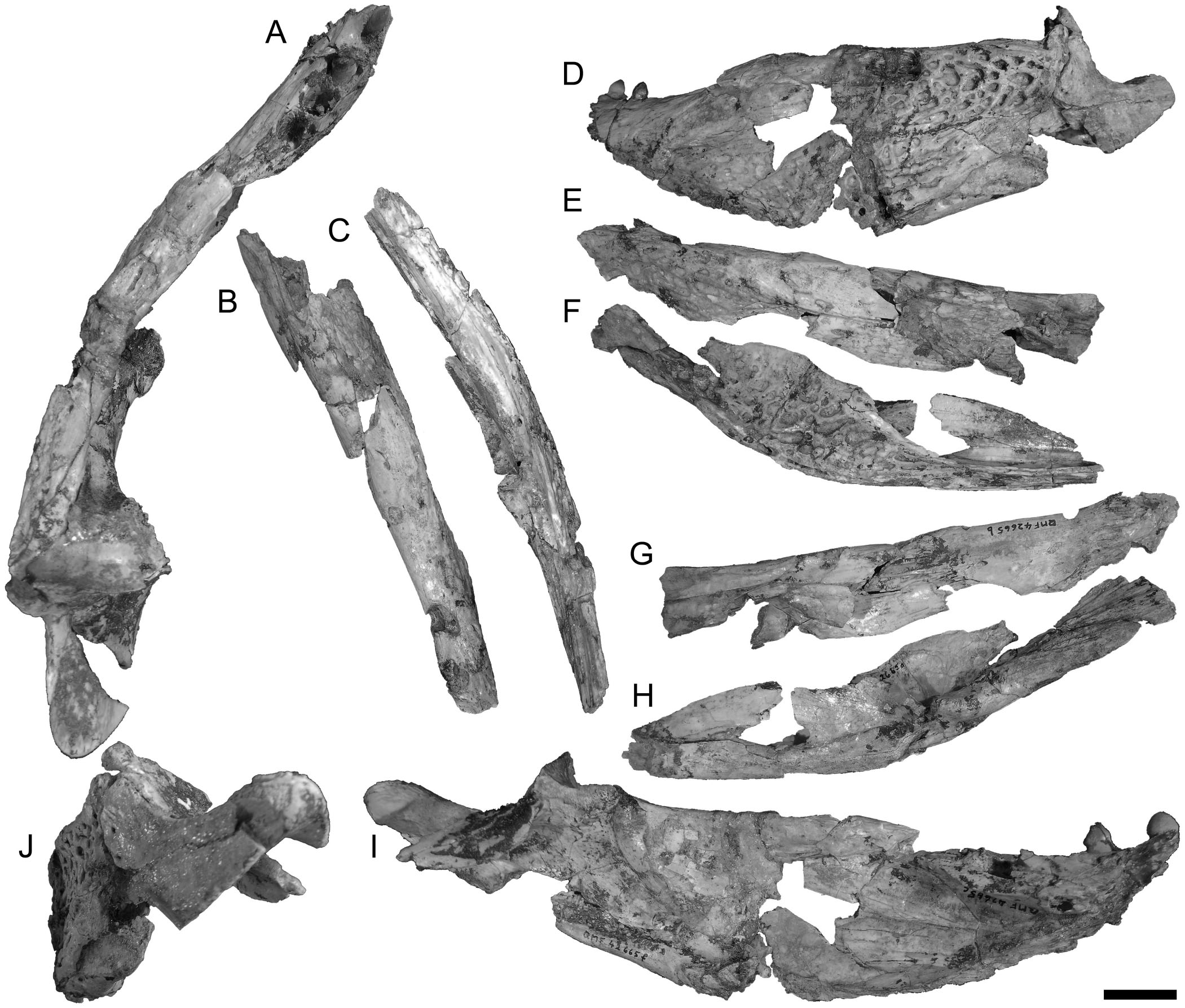 A New Crocodile Displaying Extreme Constriction of the Mandible, from ...