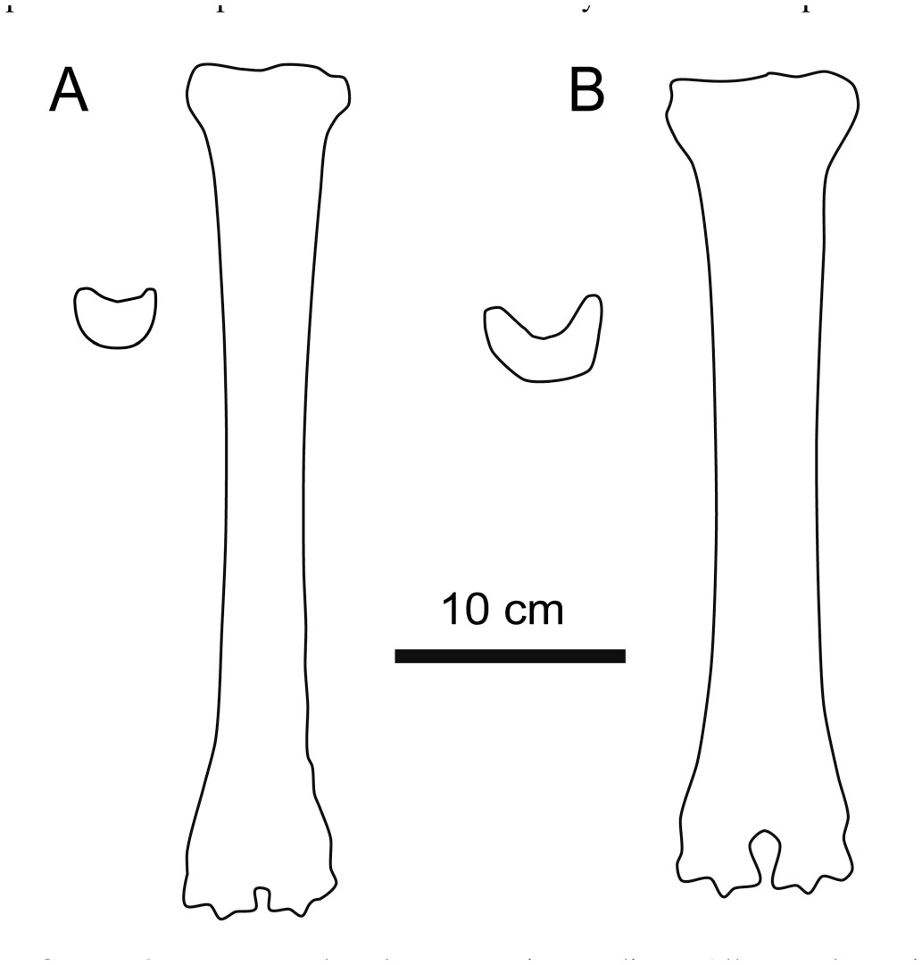 Comparative Anatomy, Phylogeny, and Systematics of the Miocene Giraffid ...