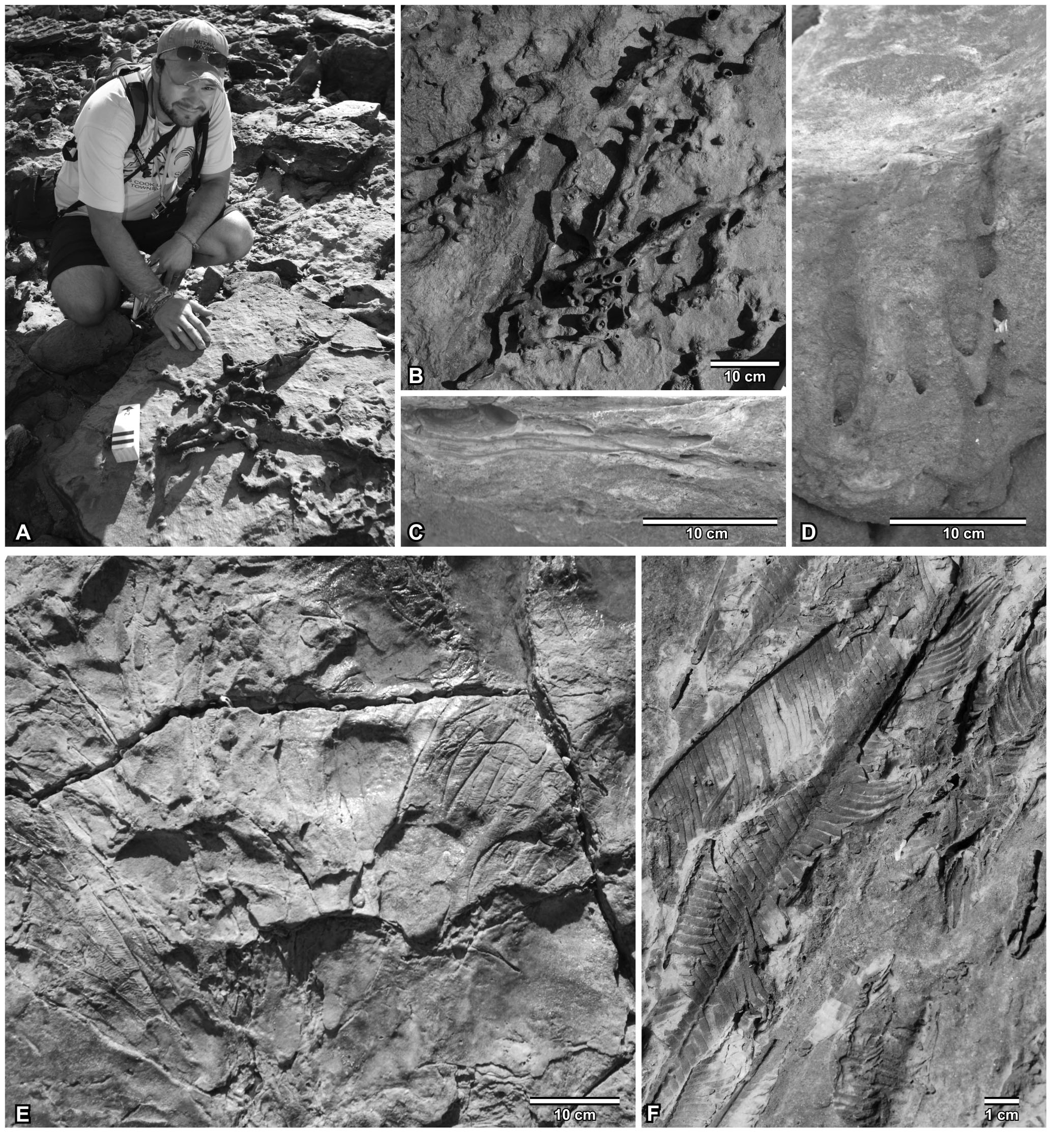 The Dinosaurian Ichnofauna of the Lower Cretaceous (Valanginian ...