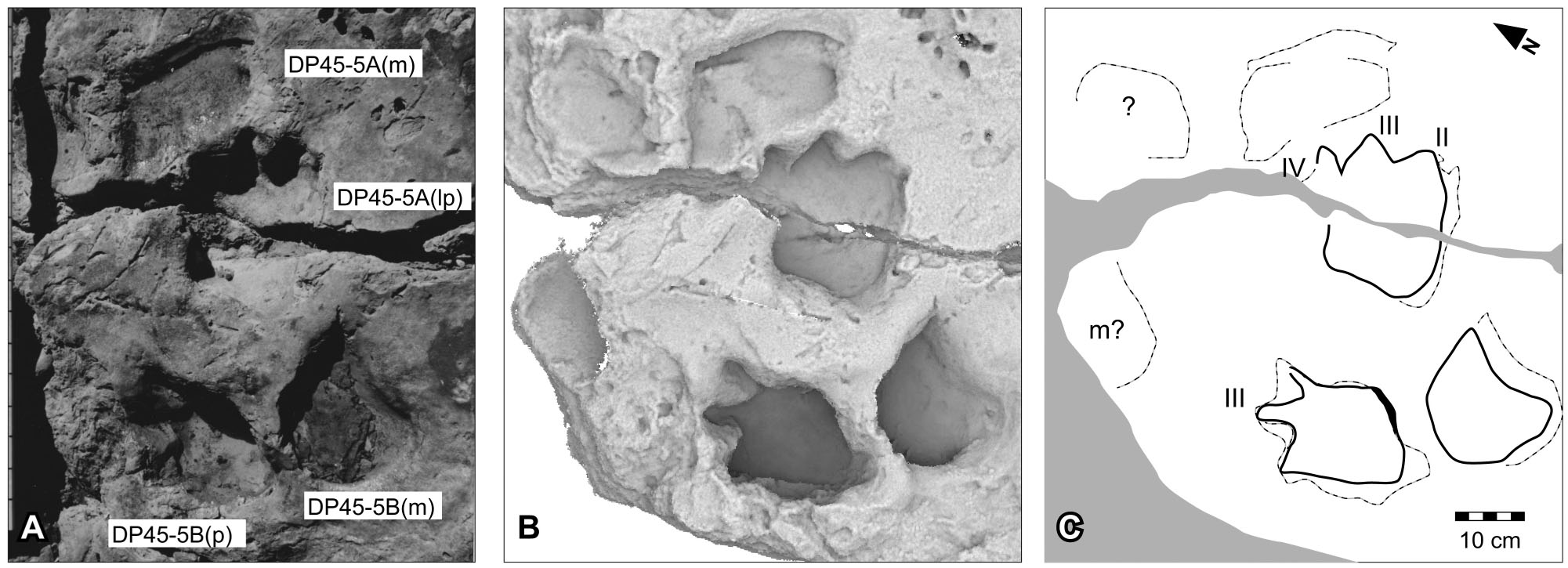 The Dinosaurian Ichnofauna of the Lower Cretaceous (Valanginian ...