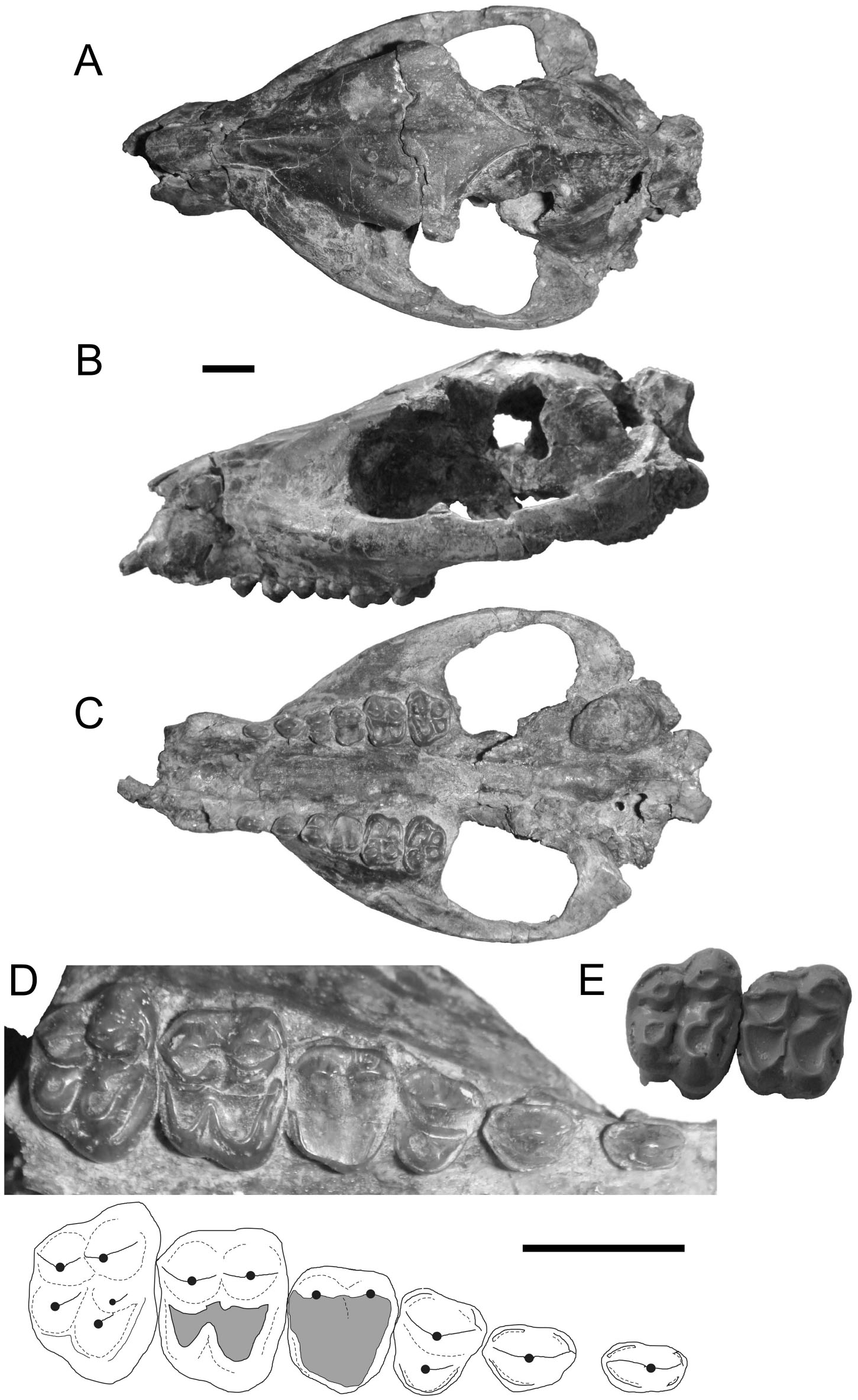 New Remains of Siamotherium pondaungensis (Cetartiodactyla ...