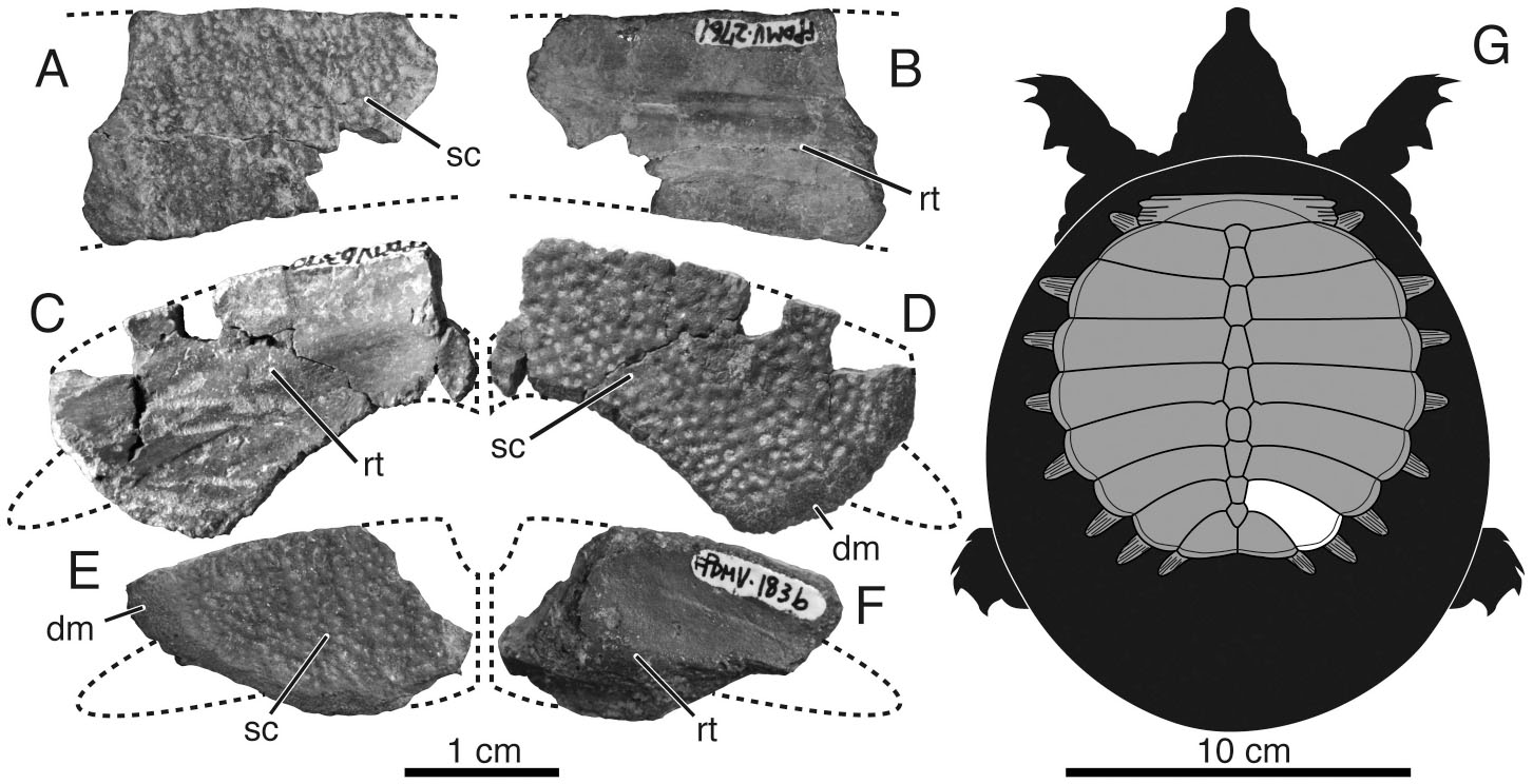 Morphological and Histological Evidence for the Oldest Known Softshell ...