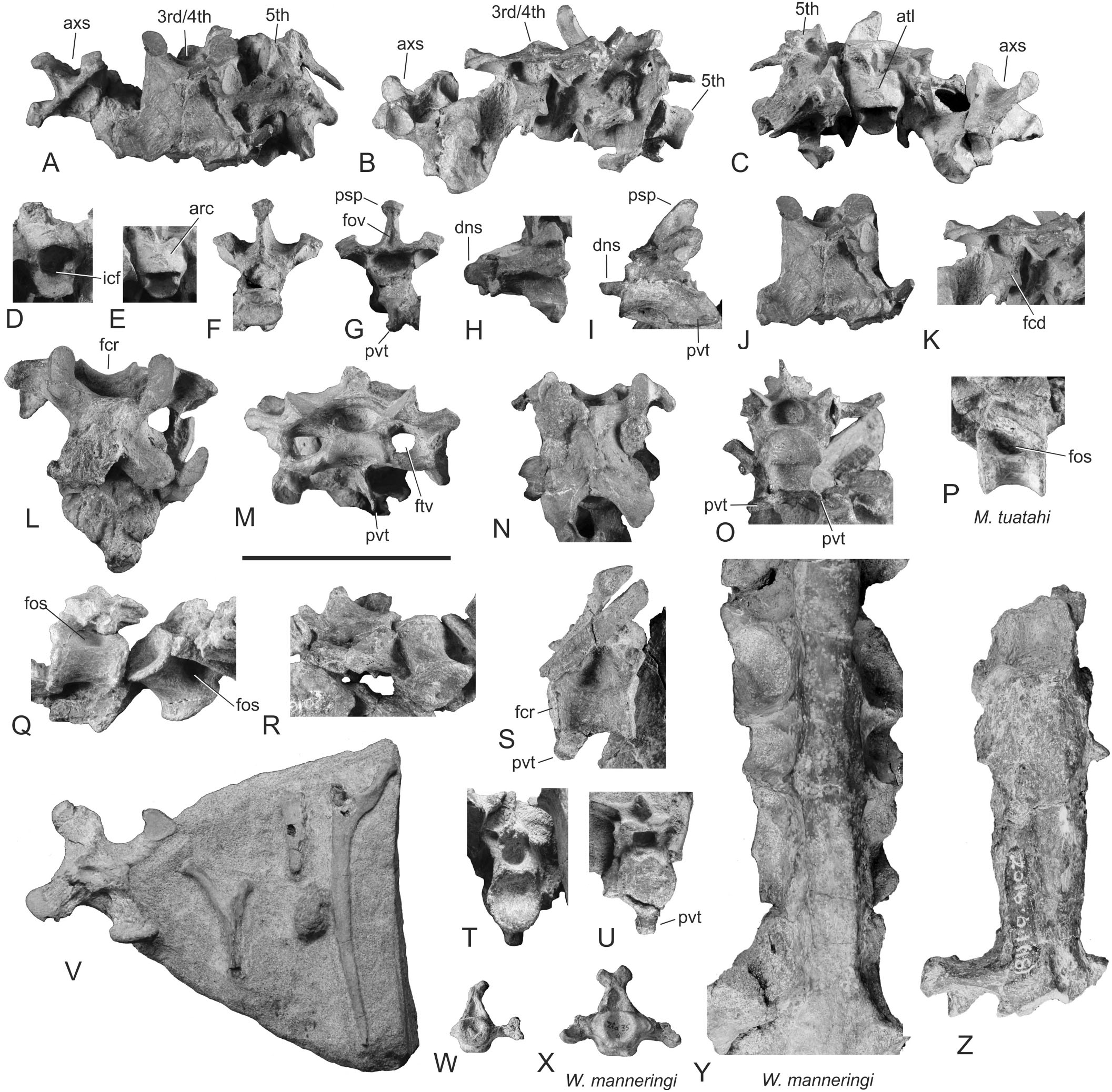 A Well-Preserved New Mid-Paleocene Penguin (Aves, Sphenisciformes) from ...