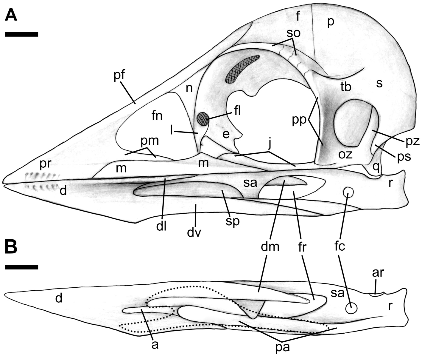 Cranial Morphology of the Early Cretaceous Bird Confuciusornis