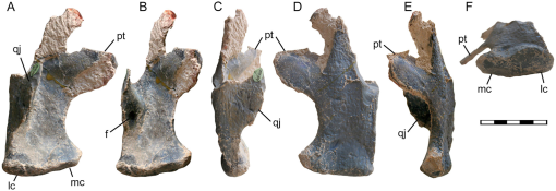 Fostoria dhimbangunmal, gen. et sp. nov., a New Iguanodontian ...