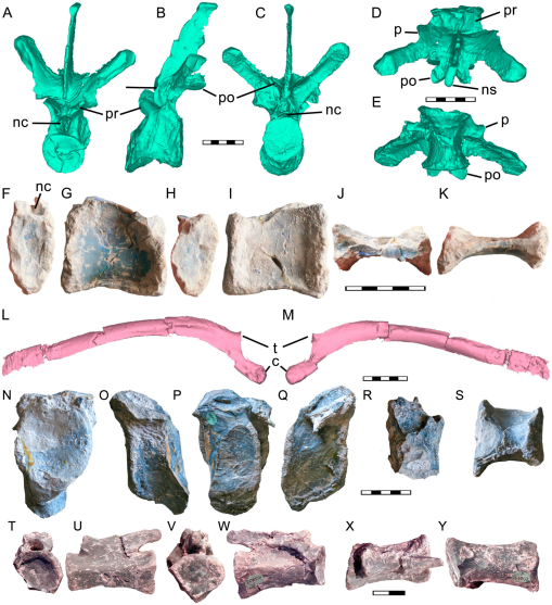 Fostoria dhimbangunmal, gen. et sp. nov., a New Iguanodontian ...