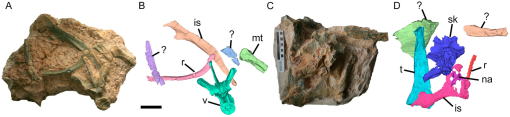 Fostoria dhimbangunmal, gen. et sp. nov., a New Iguanodontian ...
