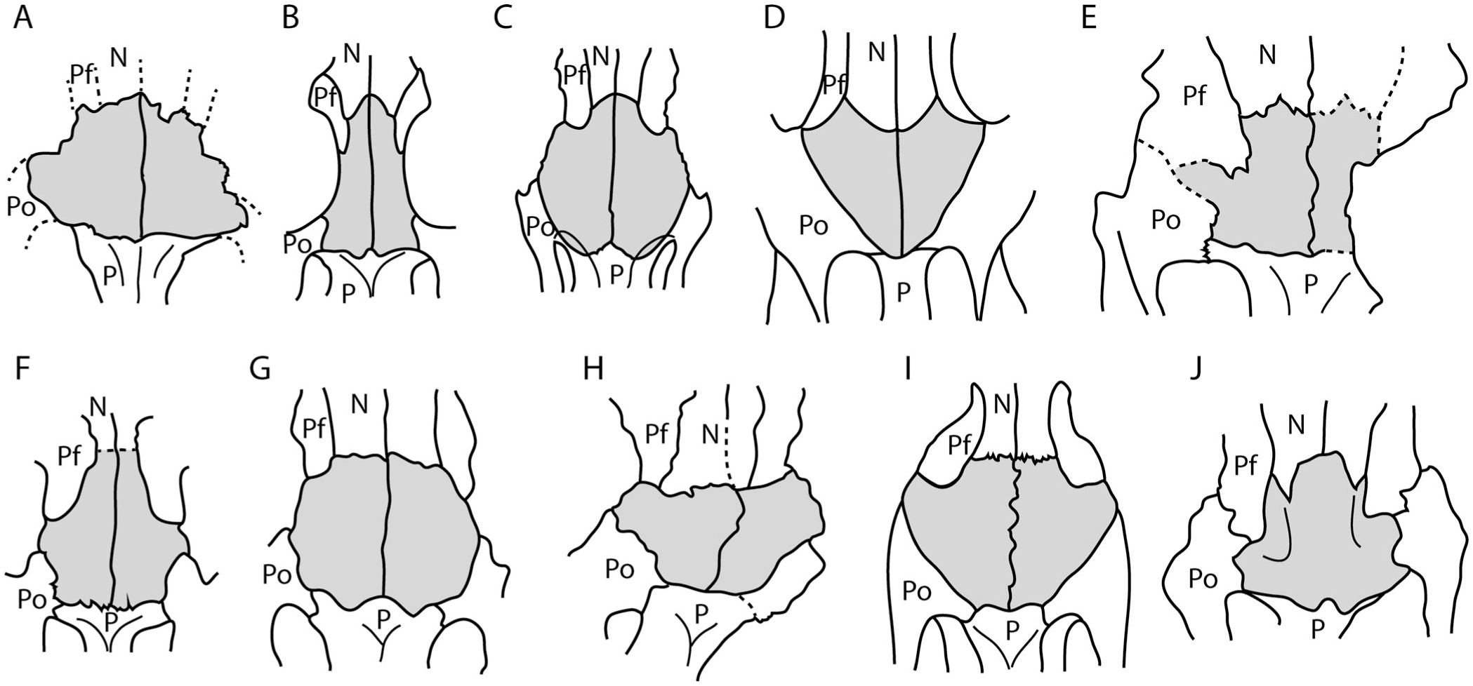Fostoria dhimbangunmal, gen. et sp. nov., a New Iguanodontian ...