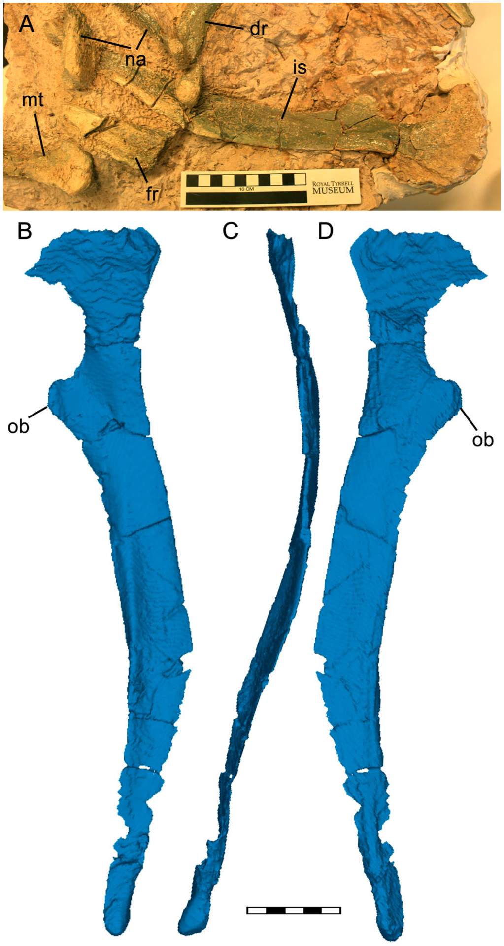 Fostoria dhimbangunmal, gen. et sp. nov., a New Iguanodontian ...
