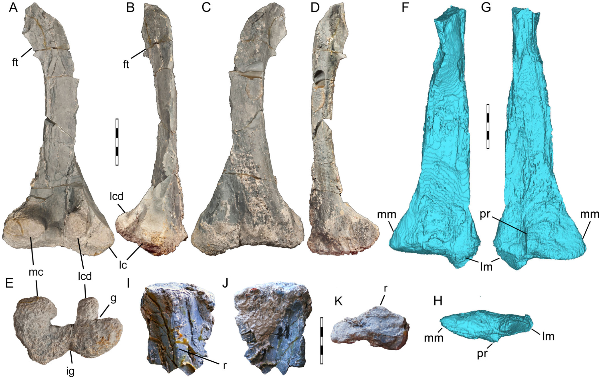 Fostoria dhimbangunmal, gen. et sp. nov., a New Iguanodontian ...