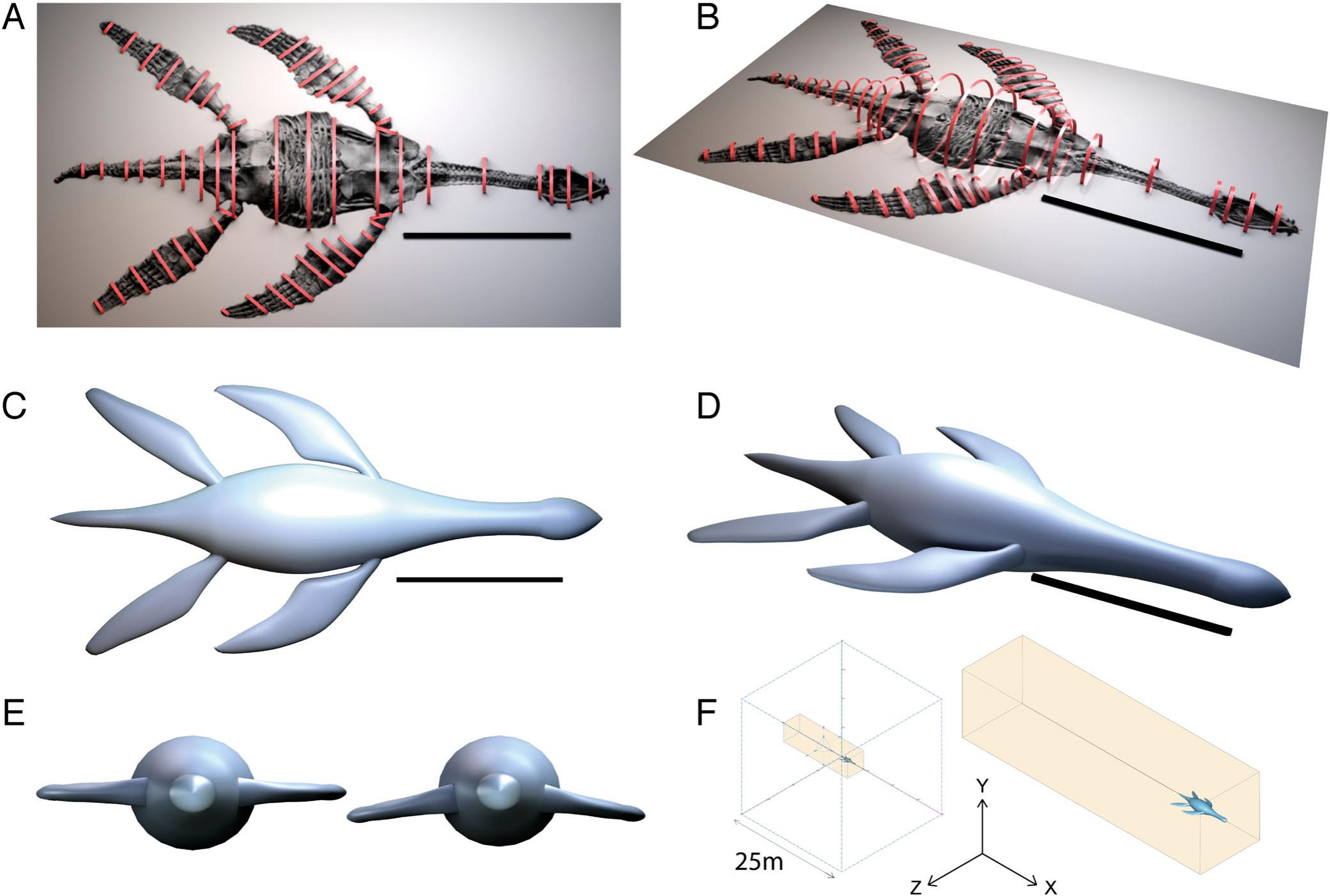 Functional Morphology and Hydrodynamics of Plesiosaur Necks: Does Size ...