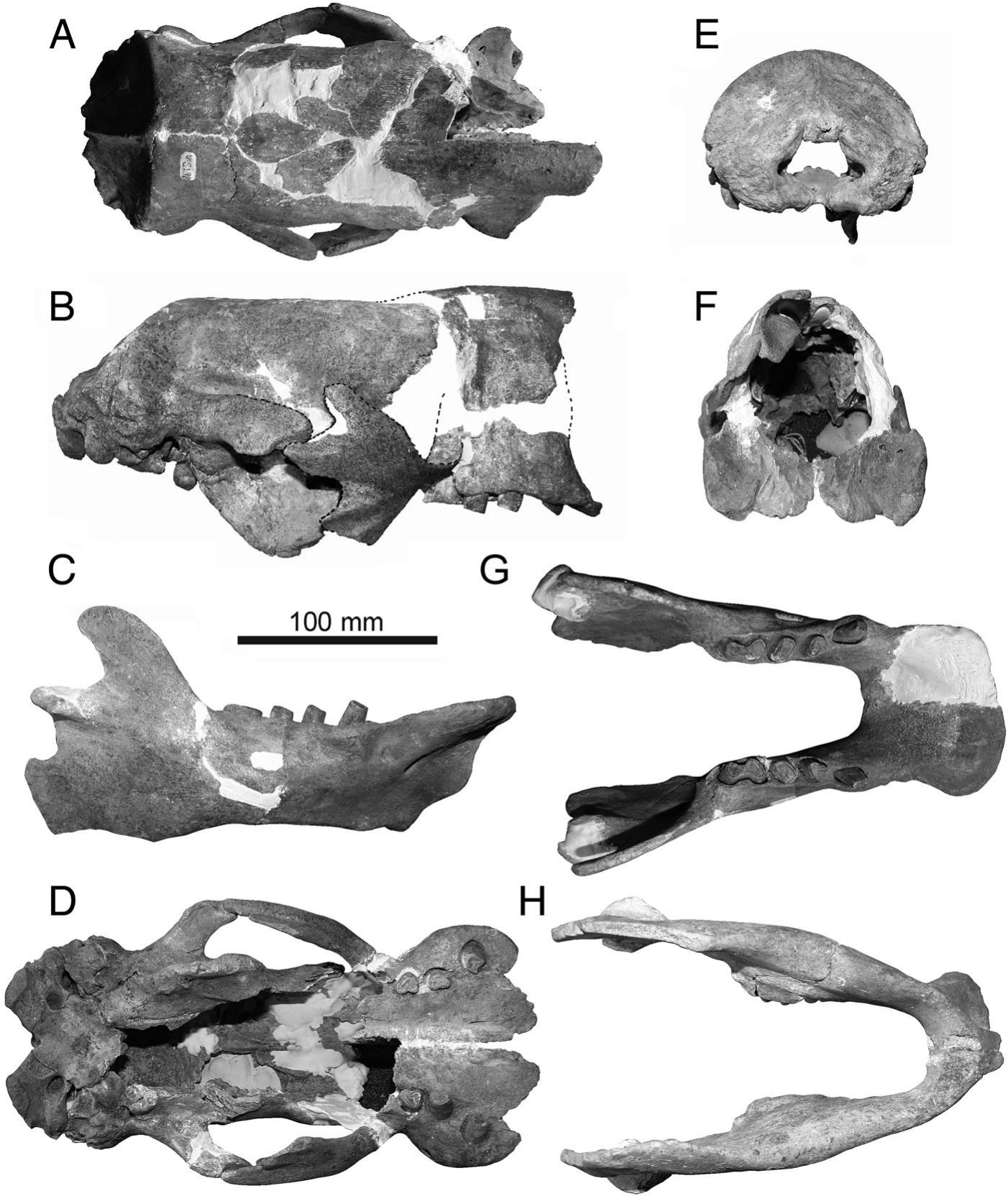 Comparative Skull Osteology of Oreomylodon wegneri (Xenarthra ...