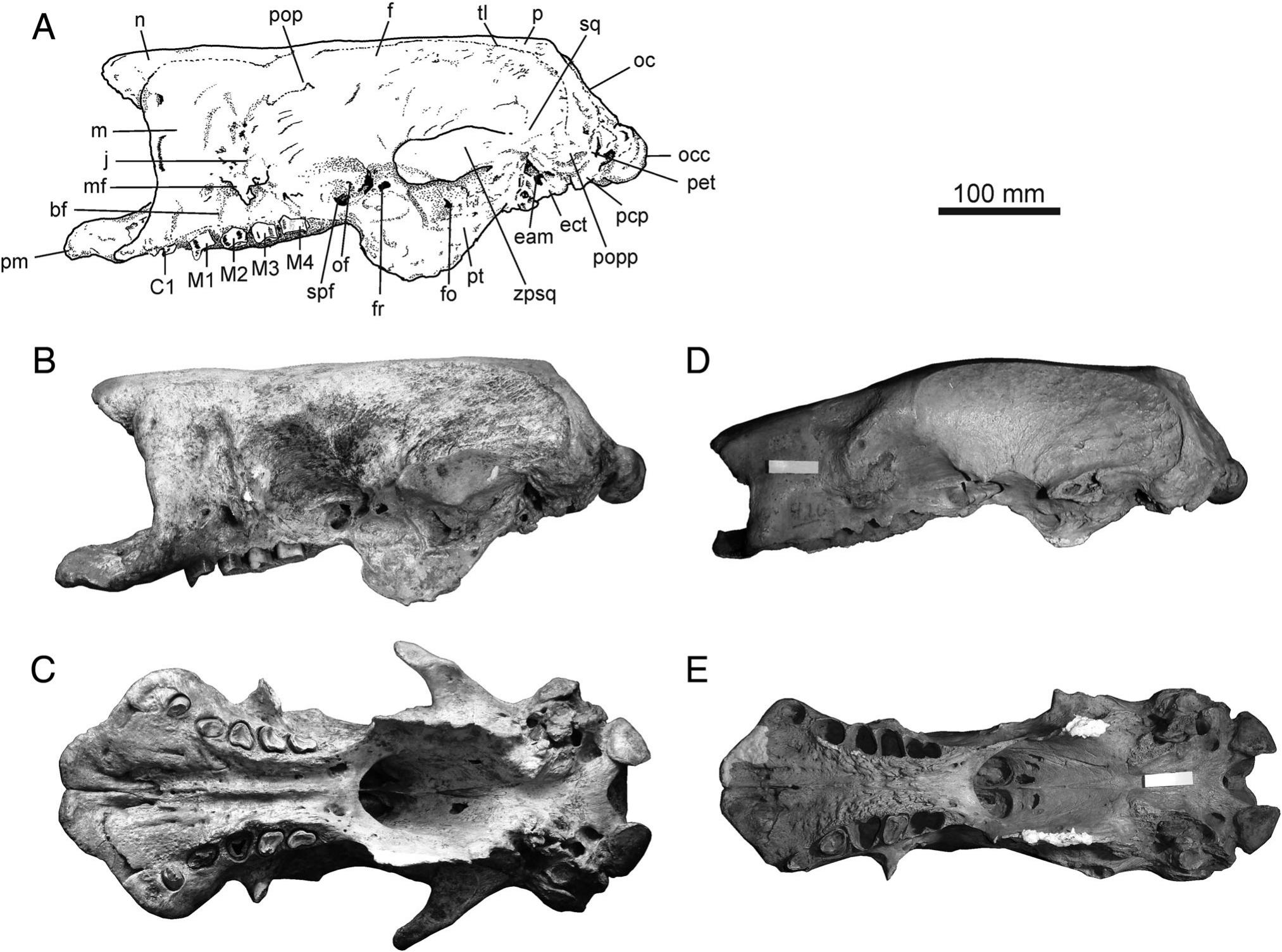 Comparative Skull Osteology of Oreomylodon wegneri (Xenarthra ...