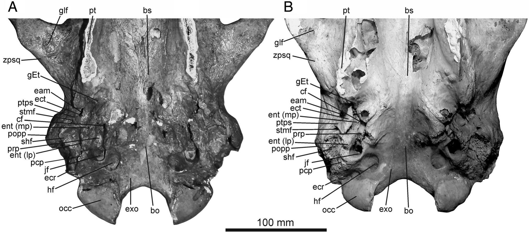 Comparative Skull Osteology of Oreomylodon wegneri (Xenarthra ...