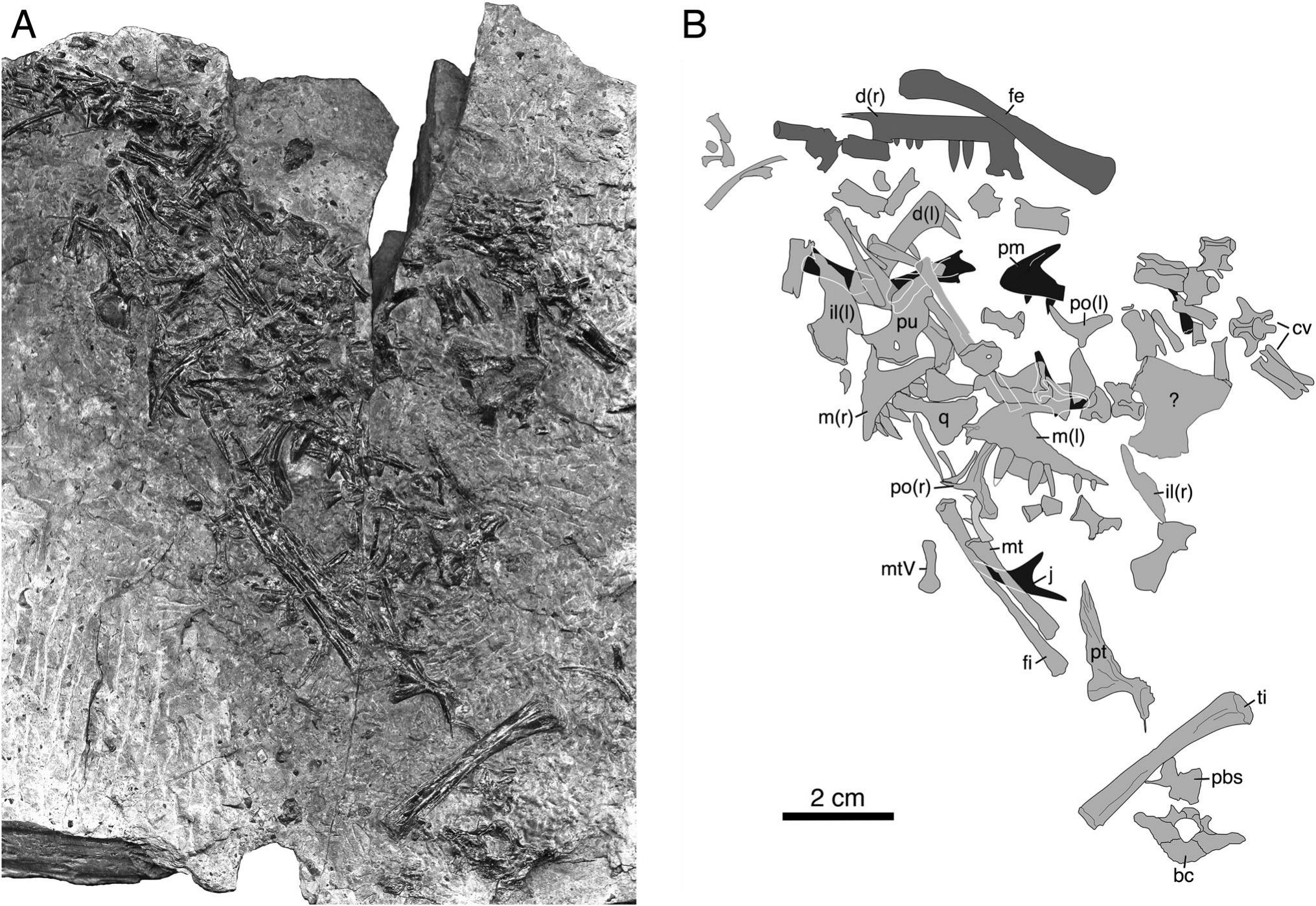 A New Archosauriform Reptile with Distinctive Teeth from the Middle ...