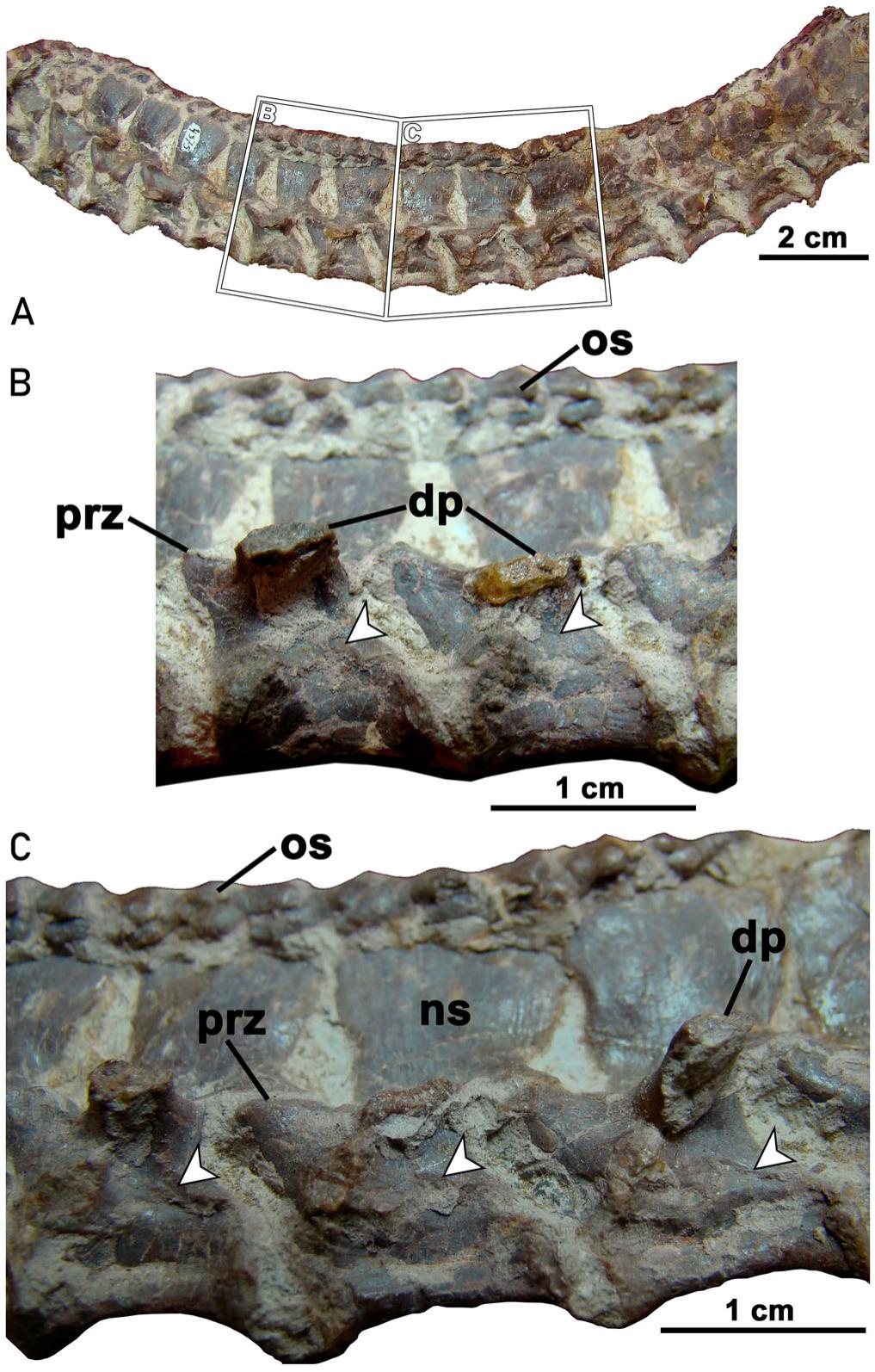 Osteohistology and Paleobiological Inferences of Proterochampsids ...