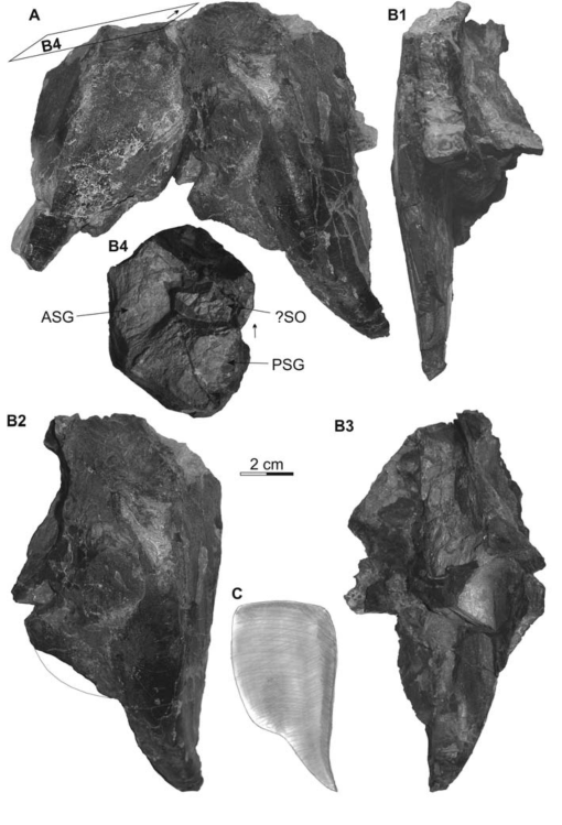 A Large Predatory Arthrodire (Vertebrata, Placodermi) from the ...