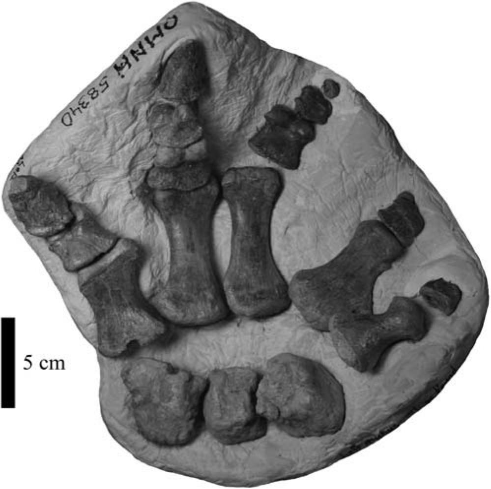 The Hand of Tenontosaurus Tilletti (Dinosauria, Ornithopoda)
